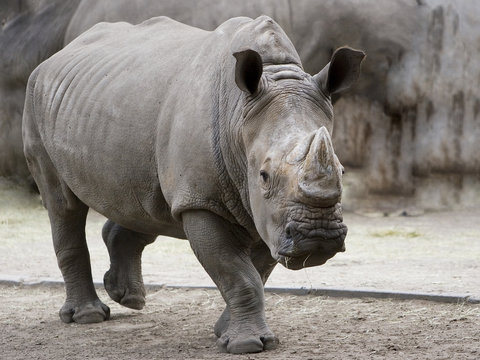 รูปภาพNashorn – เลือกดูภาพถ่ายสต็อก เวกเตอร์ และวิดีโอ7,825 | Adobe Stock