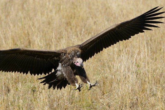 Vulcher Bilder – Durchsuchen 29 Archivfotos, Vektorgrafiken und Videos ...