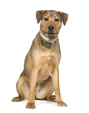 รูปภาพMongrel – เลือกดูภาพถ่ายสต็อก เวกเตอร์ และวิดีโอ172,091 | Adobe Stock