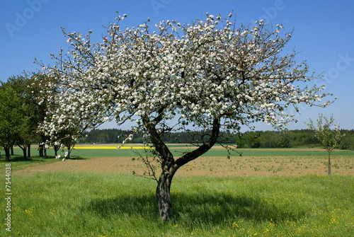 "Apfelbaum - Blüte" Stockfotos und lizenzfreie Bilder auf Fotolia.com ...
