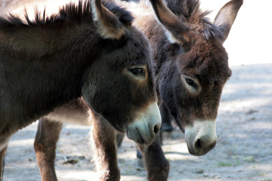 「Maultiere」の写真素材 | 94件の無料イラスト画像 | Adobe Stock