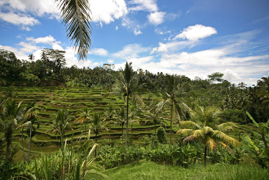 Imágenes de Terracin: descubre bancos de fotos, ilustraciones, vectores ...