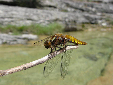 รูปภาพOdonate – เลือกดูภาพถ่ายสต็อก เวกเตอร์ และวิดีโอ47,478 | Adobe Stock