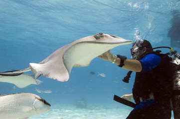 Stingray Attack photos, royalty-free images, graphics, vectors & videos ...