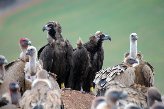 Imágenes de Muladar: descubre bancos de fotos, ilustraciones, vectores ...