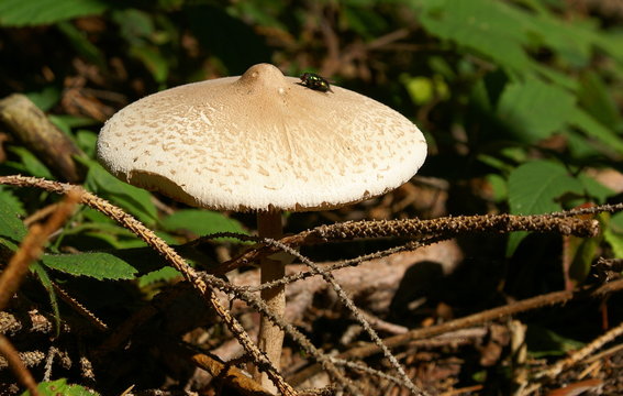 100 BESTE Zitze BILDER, STOCK-FOTOS & -VEKTORGRAFIKEN | Adobe Stock