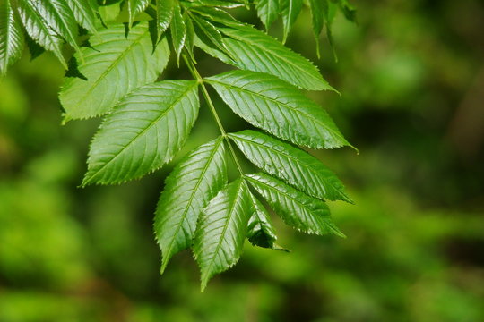 Eschenbaum Bilder – Durchsuchen 66,303 Archivfotos, Vektorgrafiken und ...