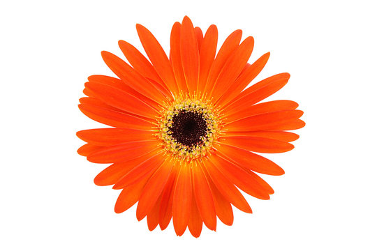 Imágenes de Fiore: descubre bancos de fotos, ilustraciones, vectores y ...