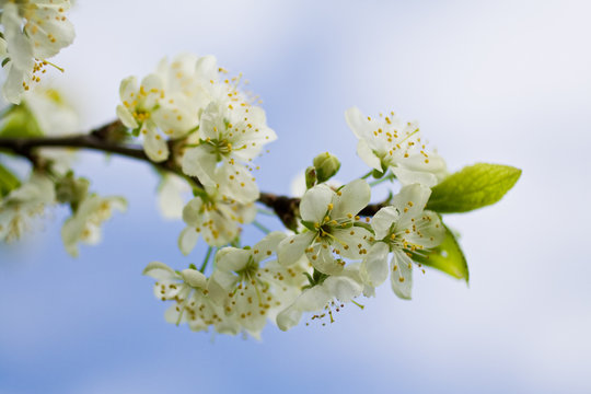 รูปภาพFruiter – เลือกดูภาพถ่ายสต็อก เวกเตอร์ และวิดีโอ7,298 | Adobe Stock