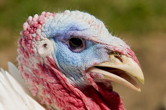 Glousser bilder – Bläddra bland 21 stockfoton, vektorer och videor ...