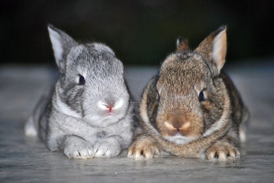 "Two Rabbits" Images – Browse 2,364 Stock Photos, Vectors, and Video ...