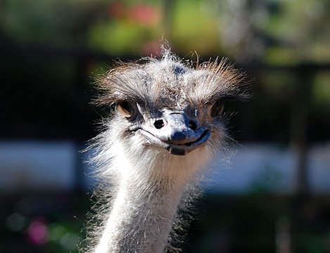 Austrich bilder – Bläddra bland 20 stockfoton, vektorer och videor ...