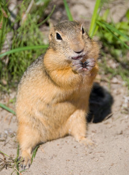 Budger Images – Browse 58 Stock Photos, Vectors, and Video | Adobe Stock