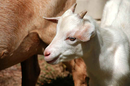 Imágenes de Cabrit: descubre bancos de fotos, ilustraciones, vectores y ...