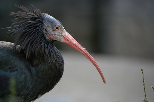 Ibiss Bilder – Durchsuchen 26 Archivfotos, Vektorgrafiken und Videos ...