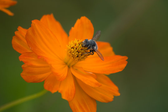 Ralph Petty photos, images, assets | Adobe Stock