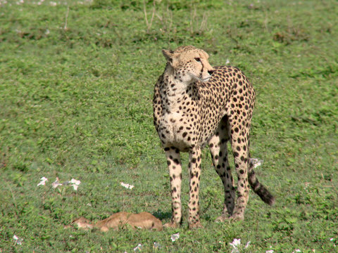 รูปภาพCheeter – เลือกดูภาพถ่ายสต็อก เวกเตอร์ และวิดีโอ137,988 | Adobe Stock