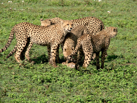 Cheeter Billeder – Gennemse 146,160 stockfotos, vektorer og videoer ...