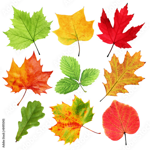 "Colorful leaves isolated on white" Stock photo and royalty-free images ...