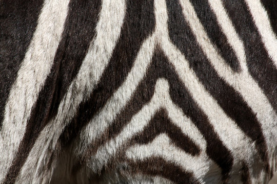 「Zebrafell」の画像 - 111 件の Stock 写真、ベクターおよびビデオ | Adobe Stock