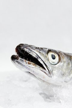 Merluchon Images – Browse 58 Stock Photos, Vectors, and Video | Adobe Stock