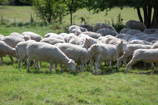 Sheps Images – Browse 24 Stock Photos, Vectors, and Video | Adobe Stock