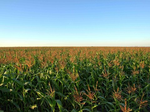 「Genmanipuliert」の画像 - 636 件の Stock 写真、ベクターおよびビデオ | Adobe Stock