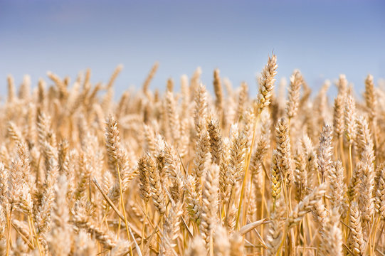 Imágenes de Graan: descubre bancos de fotos, ilustraciones, vectores y ...