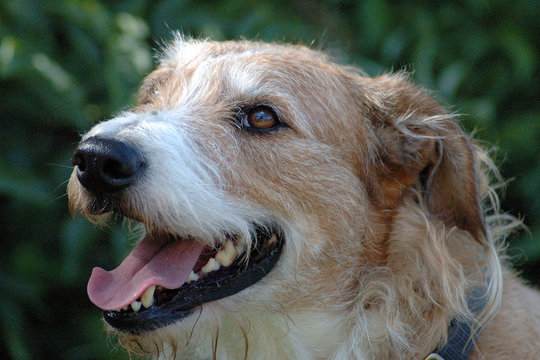 Golden Retriever Irish Wolfhound Mix