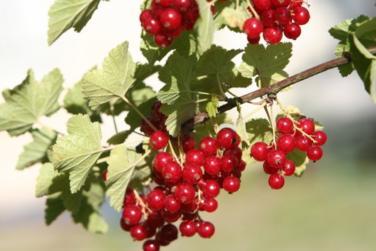 Ribiseln Images – Browse 487 Stock Photos, Vectors, and Video | Adobe Stock