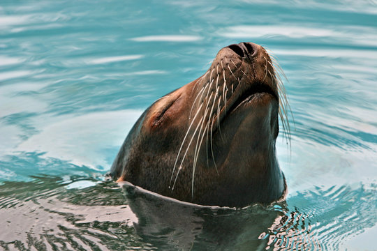 「Seerobbe」の写真素材 | 293件の無料イラスト画像 | Adobe Stock
