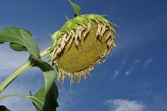 「Faner」の写真素材 | 163件の無料イラスト画像 | Adobe Stock