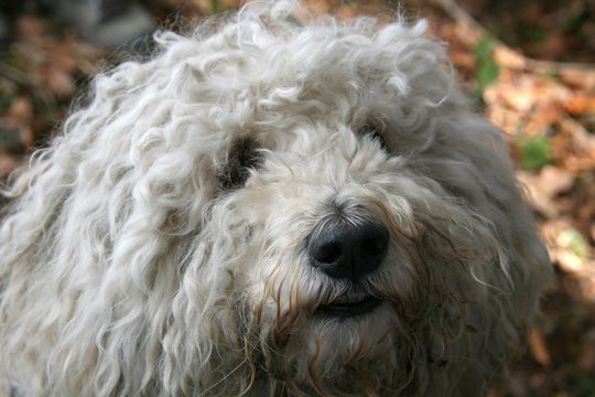 「Pulik」の写真素材 | 24件の無料イラスト画像 | Adobe Stock