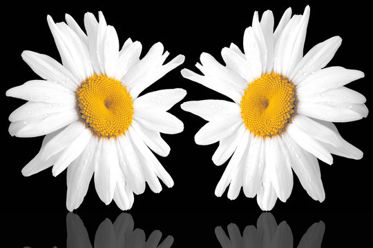 รูปภาพMarguerite – เลือกดูภาพถ่ายสต็อก เวกเตอร์ และวิดีโอ110,842 ...