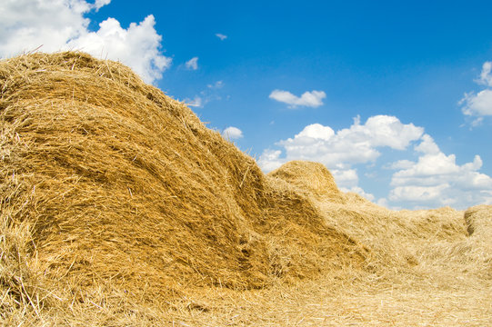 Straw-Colour Images – Browse 63 Stock Photos, Vectors, and Video ...