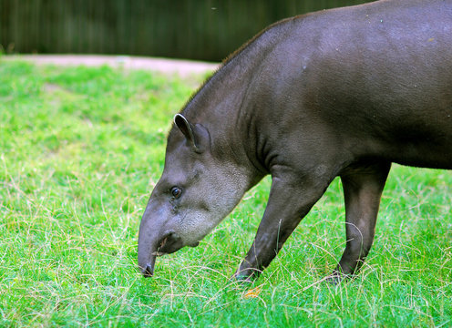 Tapier Images – Browse 4 Stock Photos, Vectors, and Video | Adobe Stock