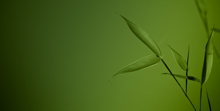 Calming Green Background Images – Browse 714,381 Stock Photos, Vectors ...
