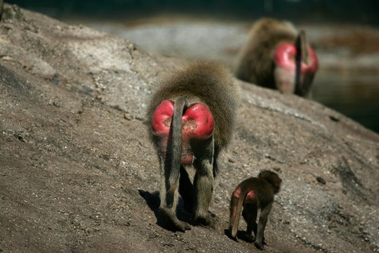 รูปภาพFesses – เลือกดูภาพถ่ายสต็อก เวกเตอร์ และวิดีโอ1,604 | Adobe Stock