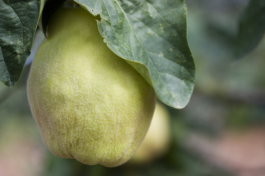 「Cotogna」の写真素材 | 92件の無料イラスト画像 | Adobe Stock