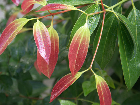 รูปภาพCannelier – เลือกดูภาพถ่ายสต็อก เวกเตอร์ และวิดีโอ131 | Adobe Stock