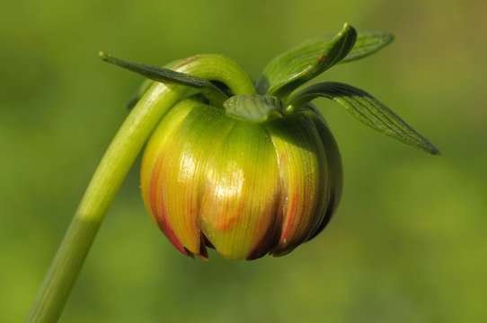 Devenir Bilder – Durchsuchen 509 Archivfotos, Vektorgrafiken und Videos ...