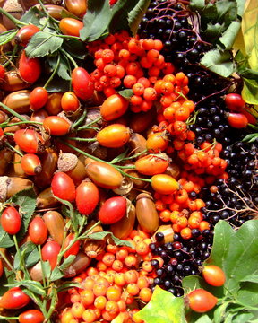 「Wildbeeren」の画像 - 599 件の Stock 写真、ベクターおよびビデオ | Adobe Stock