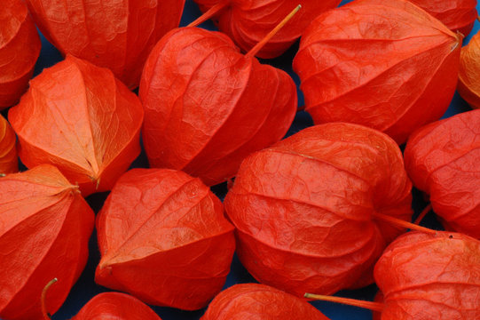 「Judenkirsche」の写真素材 | 380件の無料イラスト画像 | Adobe Stock