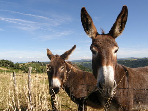 รูปภาพBourricot – เลือกดูภาพถ่ายสต็อก เวกเตอร์ และวิดีโอ87 | Adobe Stock