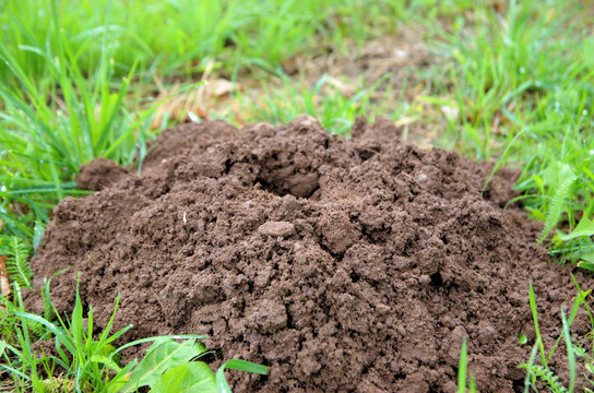 Erdhaufen Зображення — огляд 700 Стокові фото, векторні зображення й ...