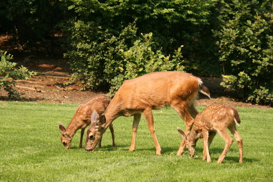 Fawns Images – Browse 1,265,216 Stock Photos, Vectors, and Video ...