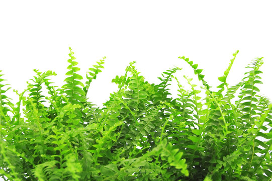 Fern White Background Images – Browse 71,768 Stock Photos, Vectors, and ...