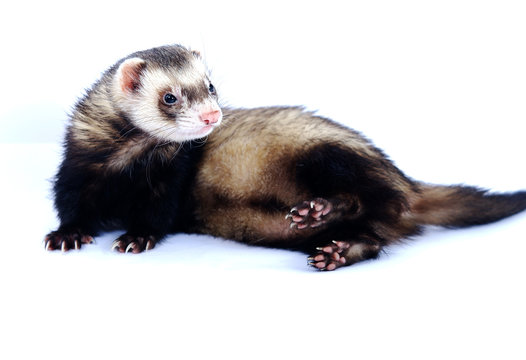 Furette Images – Browse 47 Stock Photos, Vectors, and Video | Adobe Stock