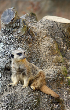 「Epier」の画像 - 9 件の Stock 写真、ベクターおよびビデオ | Adobe Stock