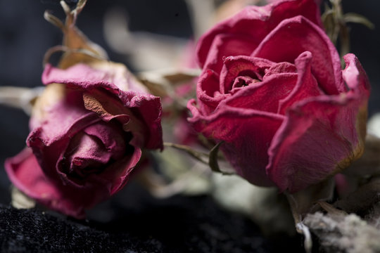 รูปภาพVerwesung – เลือกดูภาพถ่ายสต็อก เวกเตอร์ และวิดีโอ735 | Adobe Stock